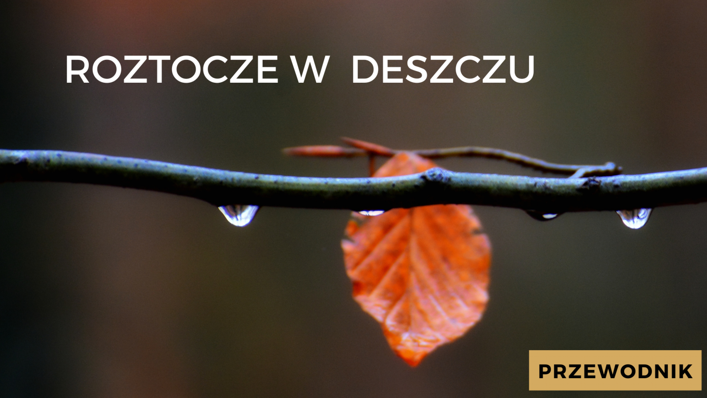 Roztocze kiedy pada deszcz