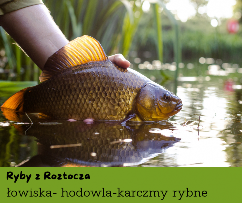 Hodowla Ryb na Roztoczu. W zgodzie z Naturą