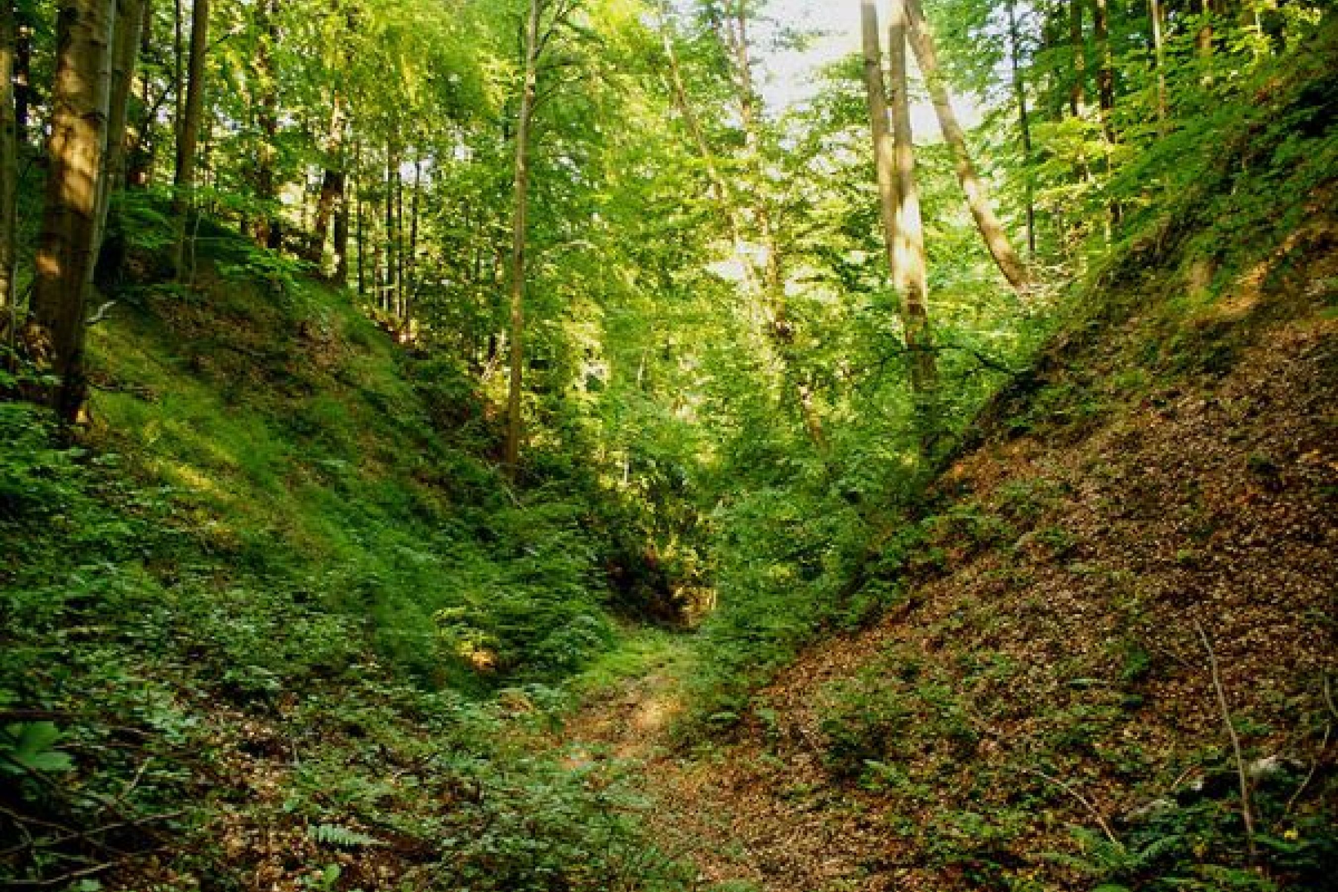 Roztocze Rezerwat przyrody Debry na Roztoczu.